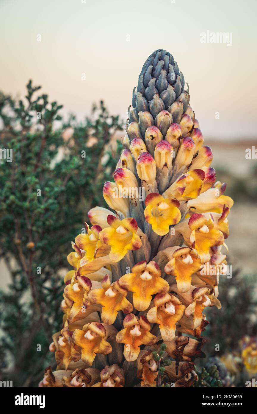 A vertical shot of beautiful Cistanche plant in a desert Stock Photo ...