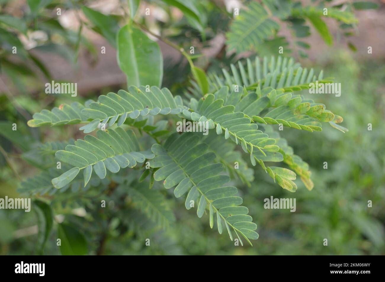 Tamarind leaves hi-res stock photography and images - Alamy