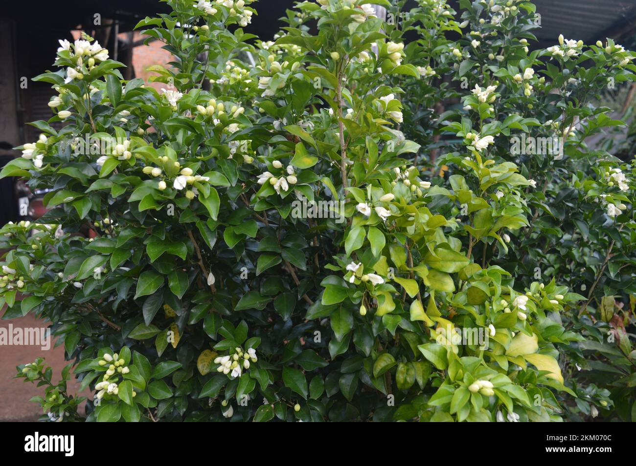 Jasmine tree hi-res stock photography and images - Alamy