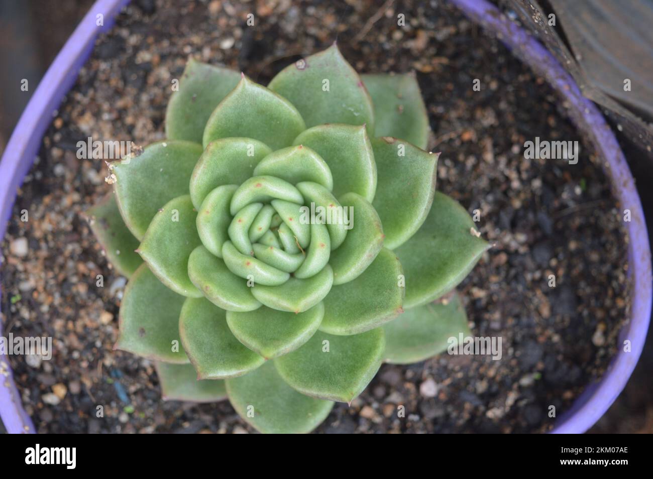 Biddies plant hi-res stock photography and images - Alamy