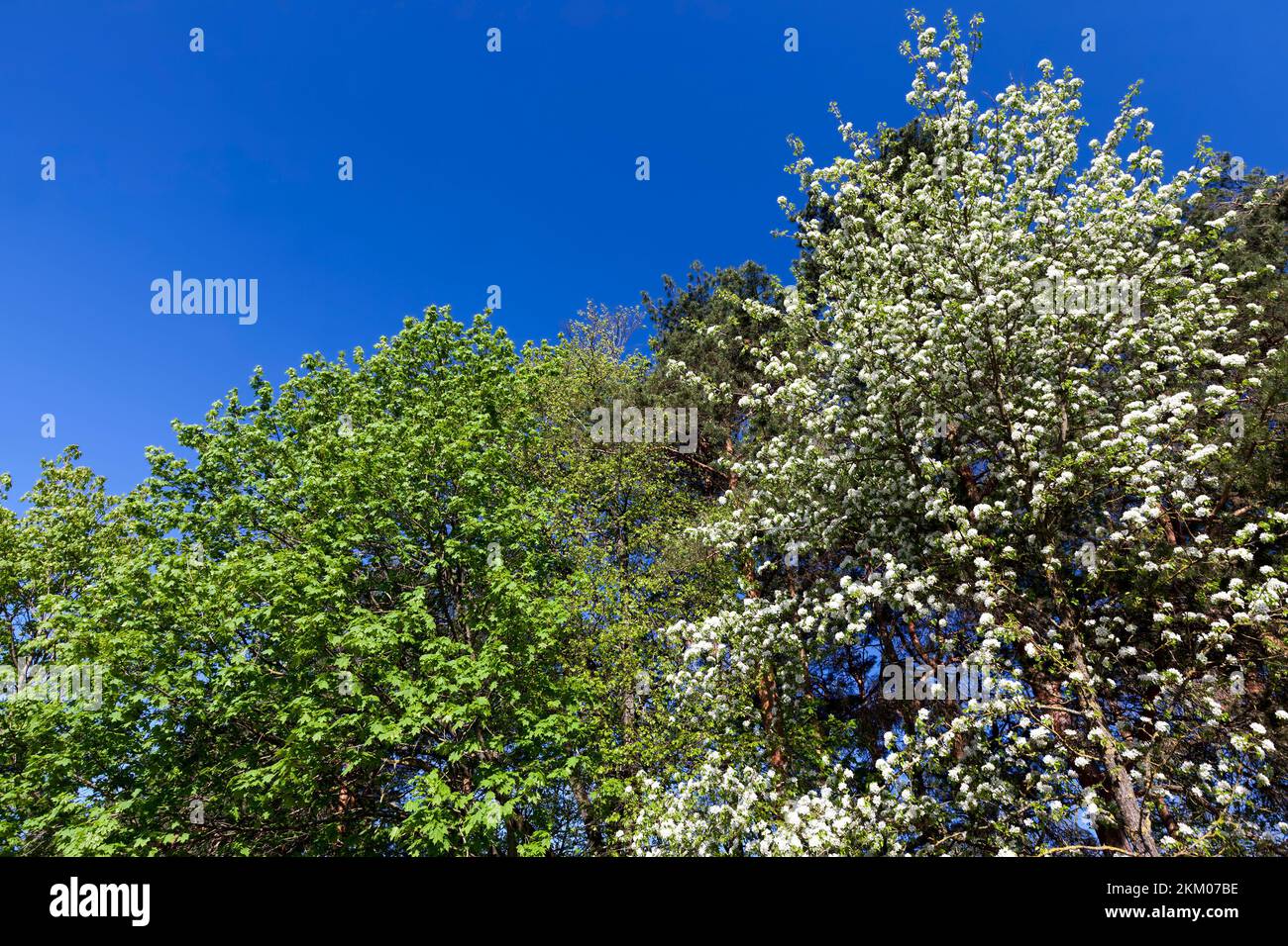 young green foliage on different types of trees in the spring season ...