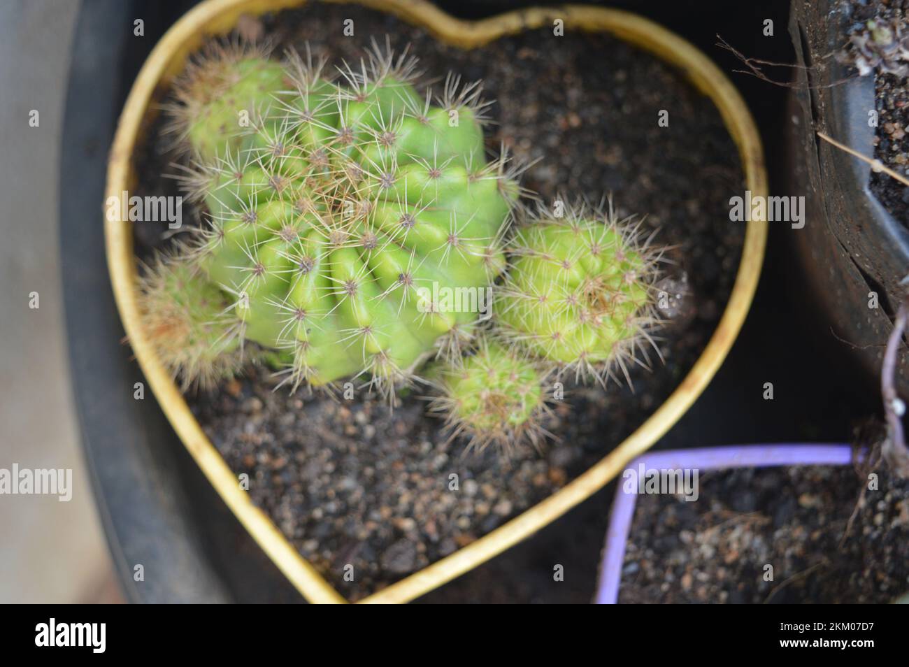 Green castus hi-res stock photography and images - Alamy