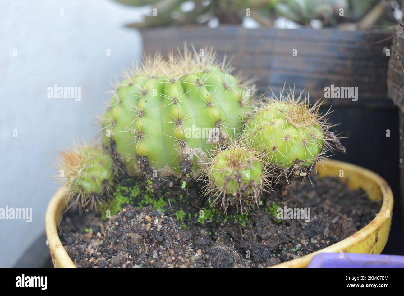 Green castus hi-res stock photography and images - Alamy