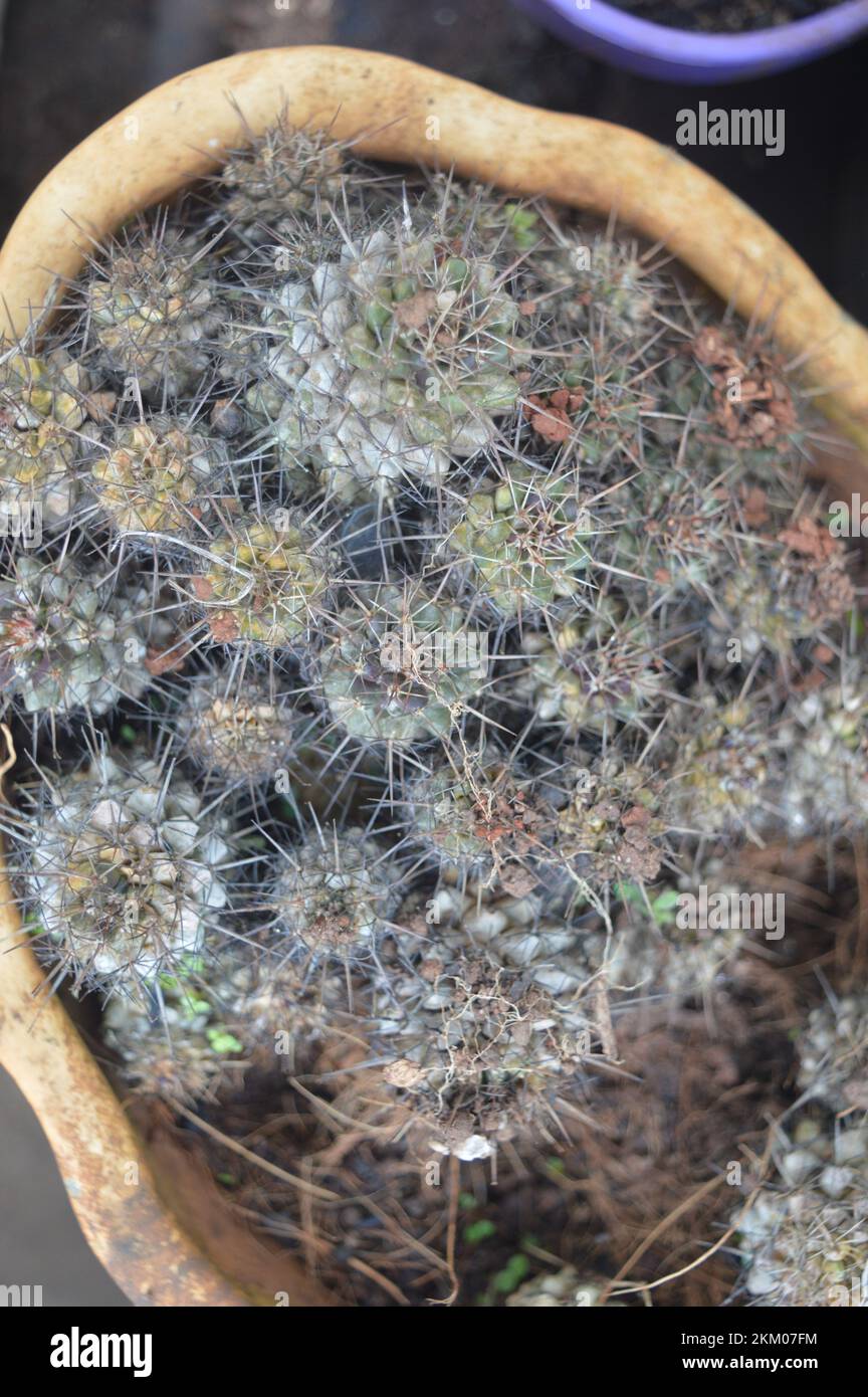 Green castus hi-res stock photography and images - Alamy