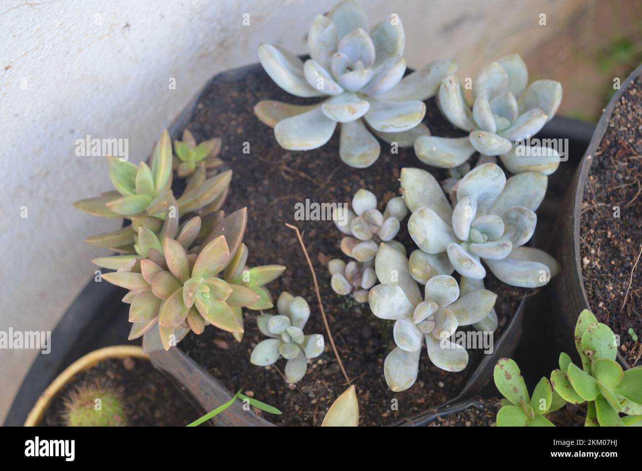 Upward lotus hi-res stock photography and images - Alamy