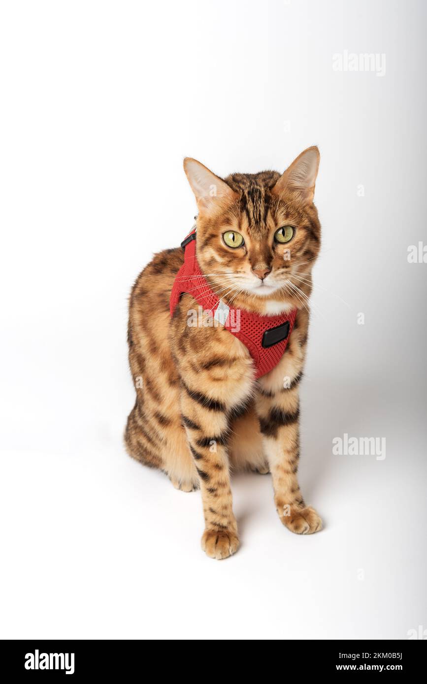 Bengal cat in a red harness on a white background. Pet for advertising ...