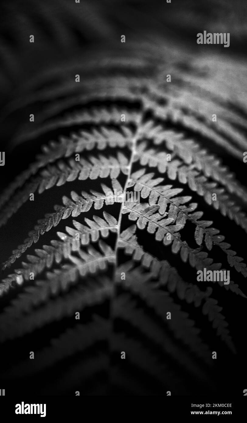 Fern tree Black and White Stock Photos & Images - Alamy
