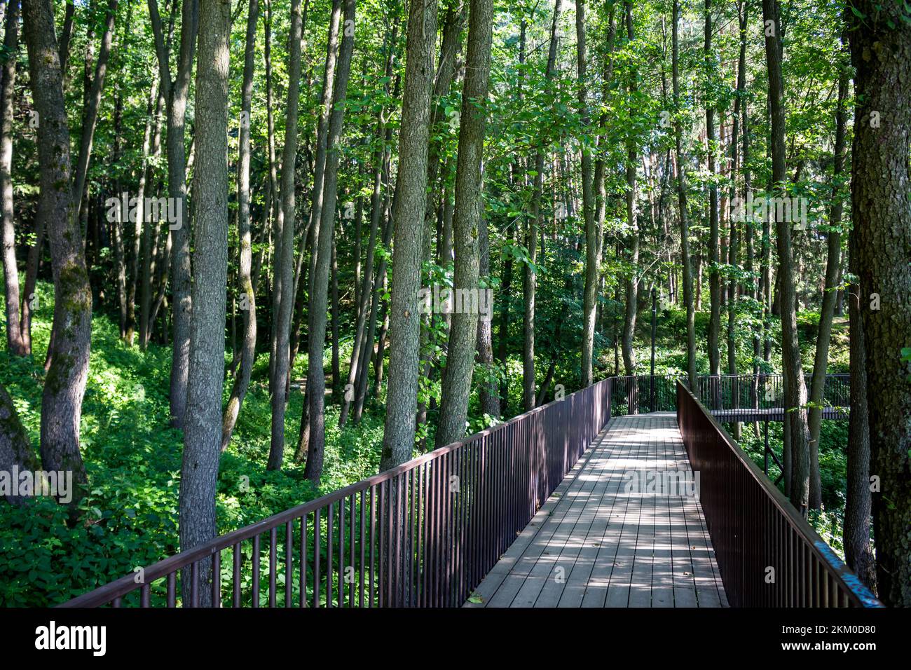 Tourist footbridge with railings laid in the forest for walking Stock ...