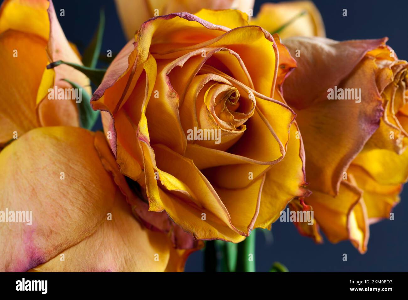 dried orange rose, beautiful orange rose to dry for use as decoration ...