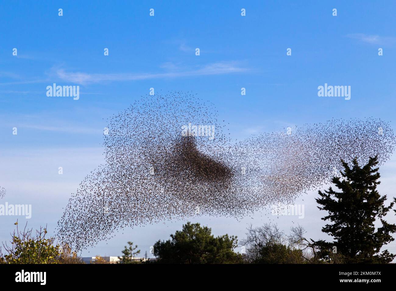 Cloud of Starlings in flight. Whisper. Colombiers, Occitanie, France Stock Photo - Alamy