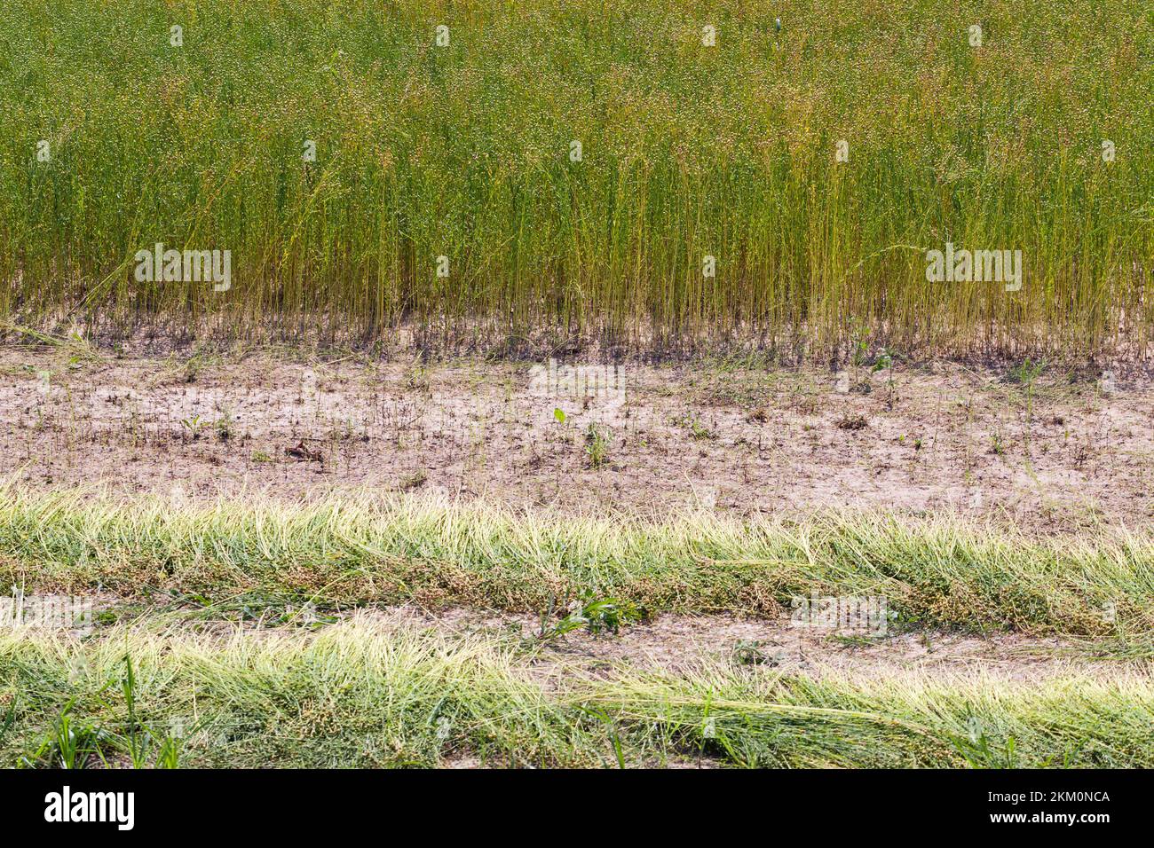 growing a flax crop to harvest seeds and straw for fabric making, an ...