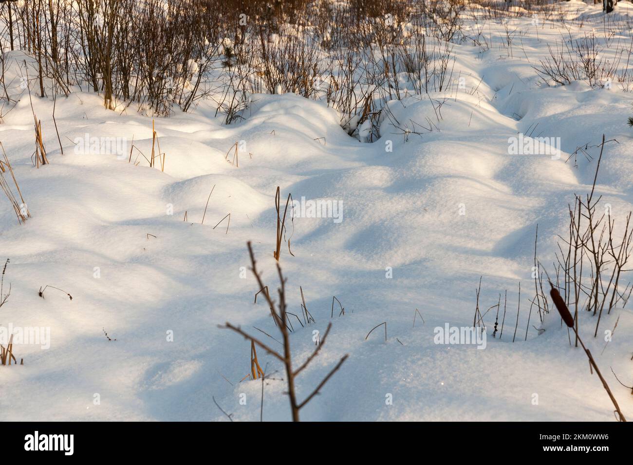 snow covered trees in winter, deciduous trees without foliage covered ...
