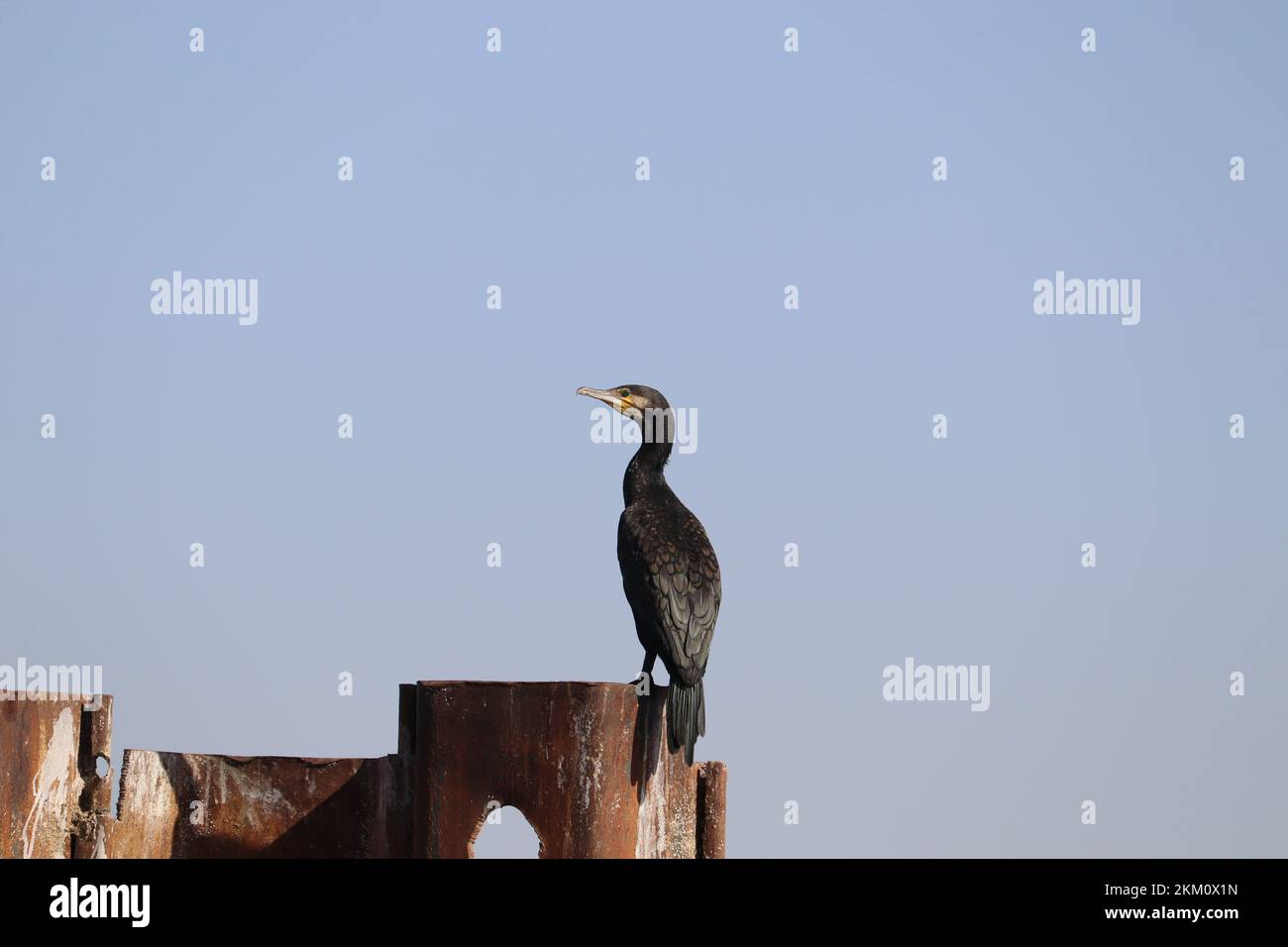 Great cormorant birds (Phalacrocorax carbo) at river nile in Aswan ...