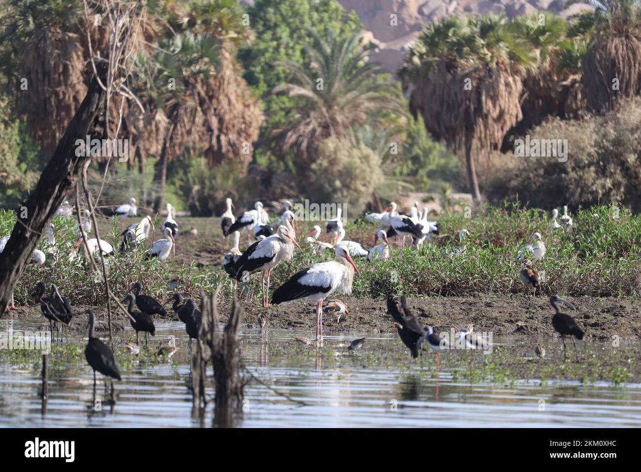 White stork birds aswan hi-res stock photography and images - Alamy