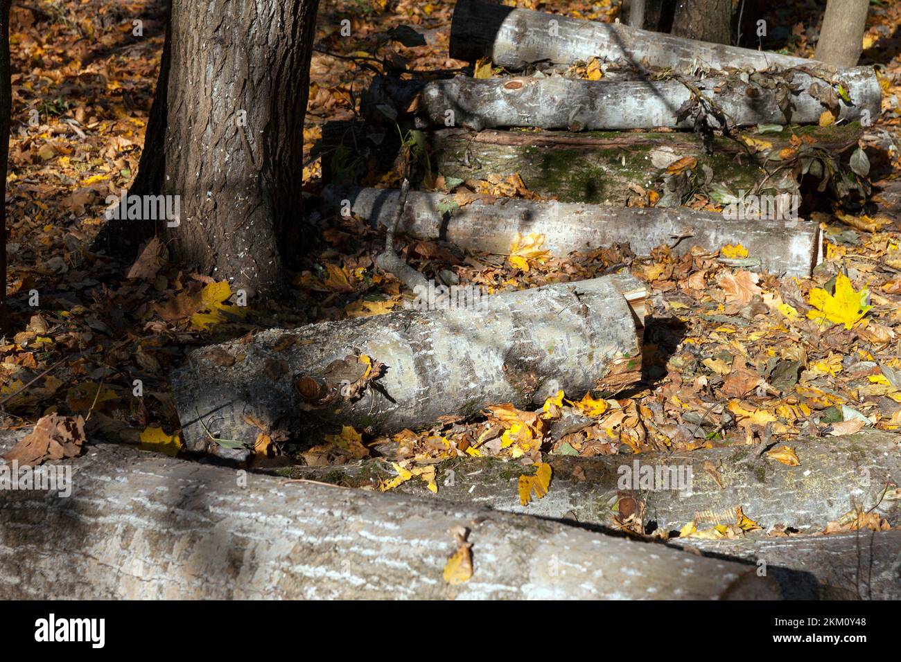 wood harvesting in the forest, felled and sawn trees that are used for ...
