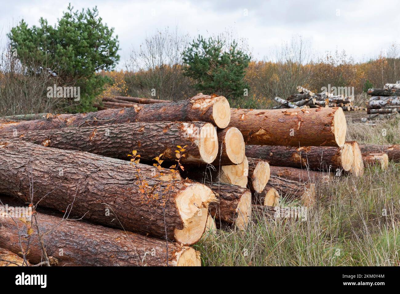 wood harvesting in the forest, felled and sawn trees that are used for ...