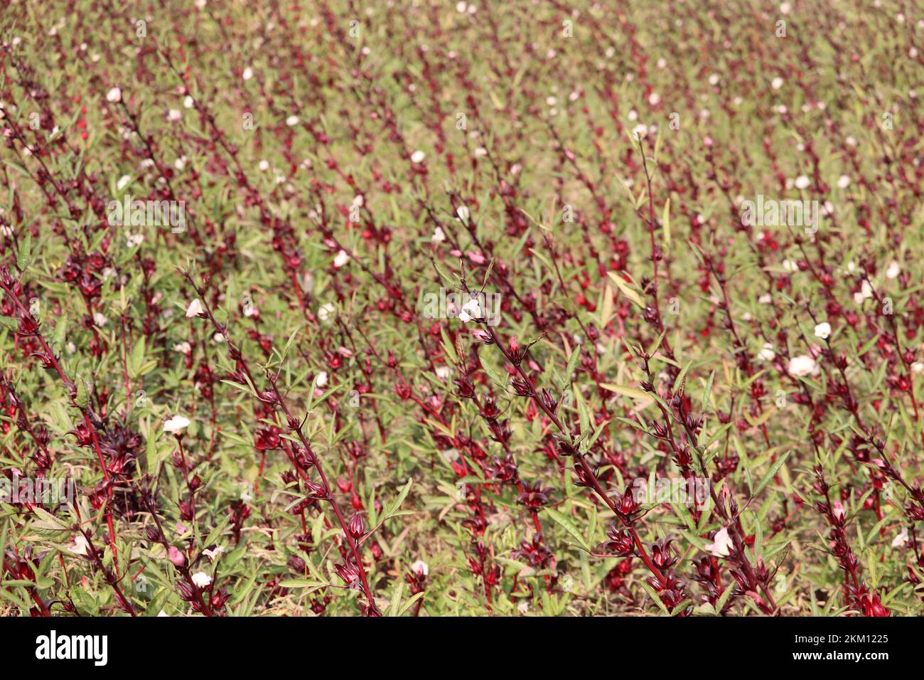 The flowers of roselle plant (Hibiscus sabdariffa Stock Photo - Alamy