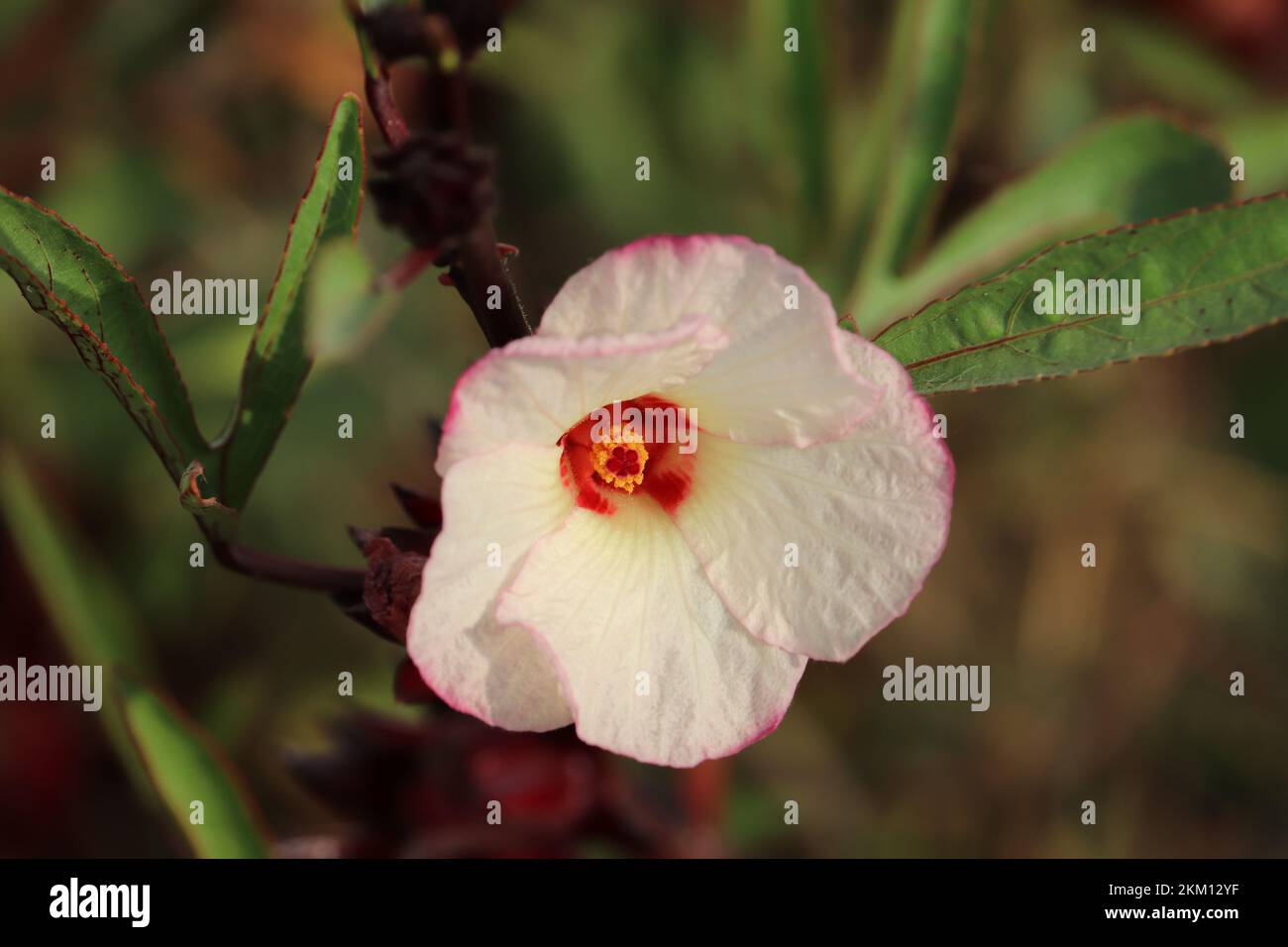 The flowers of roselle plant (Hibiscus sabdariffa Stock Photo - Alamy