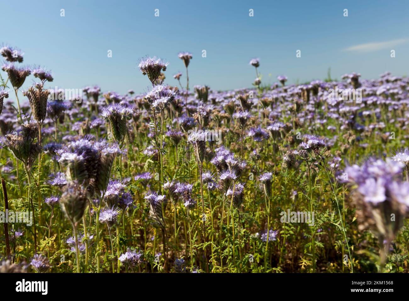 an agricultural field on which a crop of Phacelia of purple flowers ...