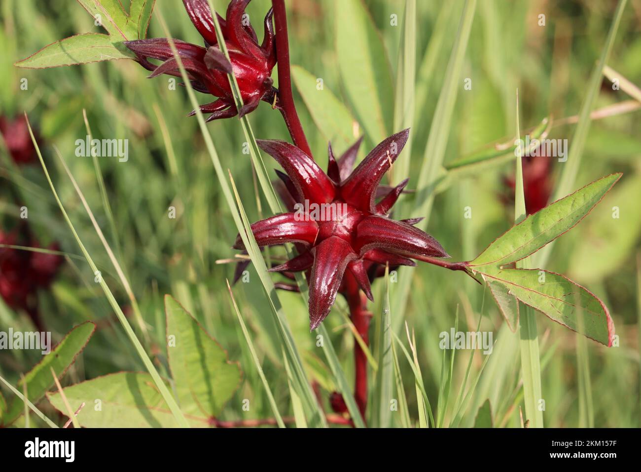The flowers of roselle plant (Hibiscus sabdariffa Stock Photo - Alamy
