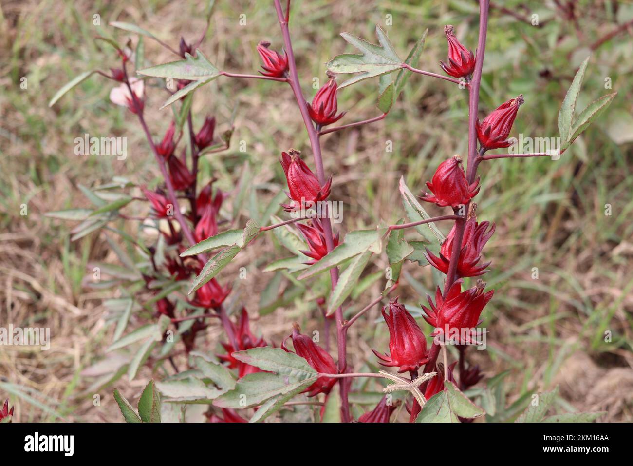The flowers of roselle plant (Hibiscus sabdariffa Stock Photo - Alamy