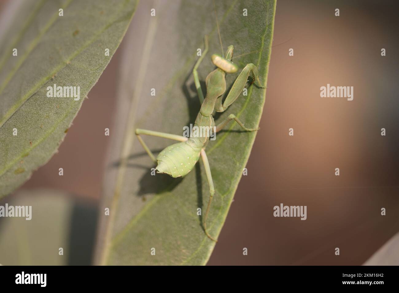 praying mantis insect (Mantis religiosa Stock Photo - Alamy