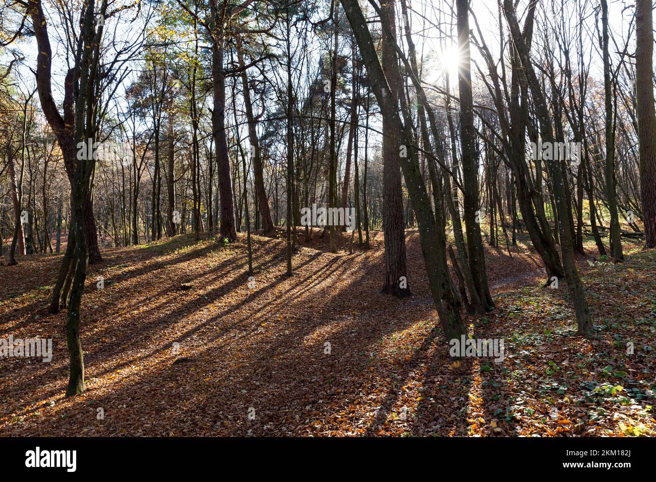 deciduous trees in the autumn season during leaf fall, mixed forest ...