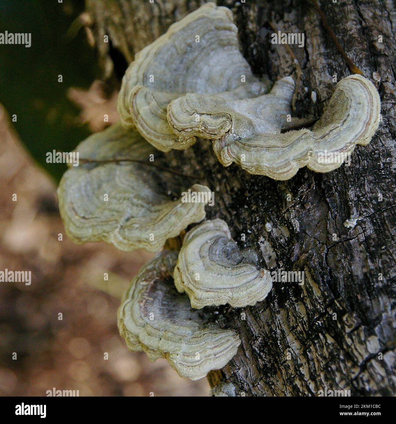 Order aphyllophorales hi-res stock photography and images - Alamy