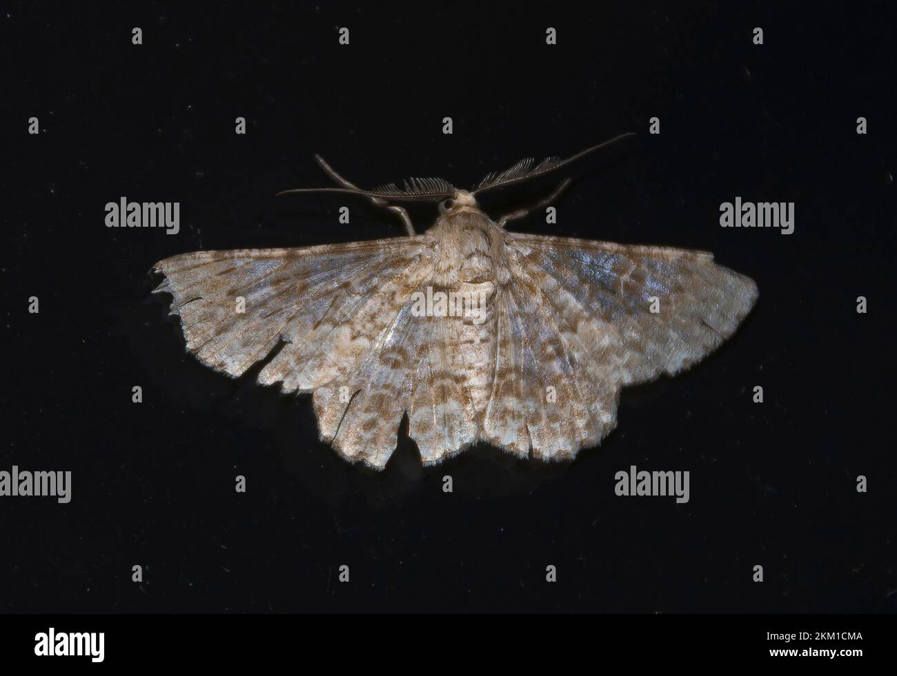 Australian moth,Cleora Sabulata on black background. Faded colours and ...