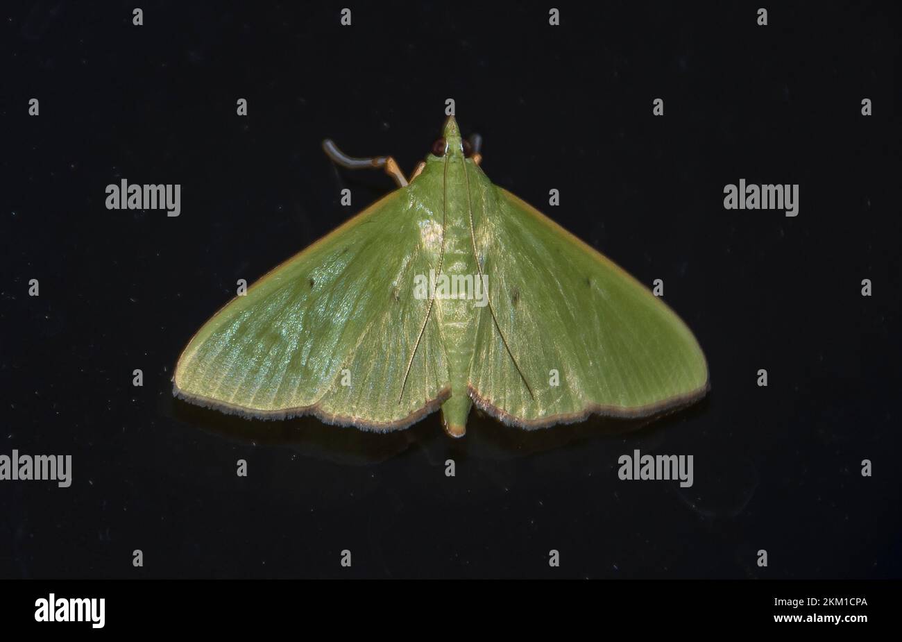 Small, bright green shiny, Australian moth, parotis marginata, on black ...