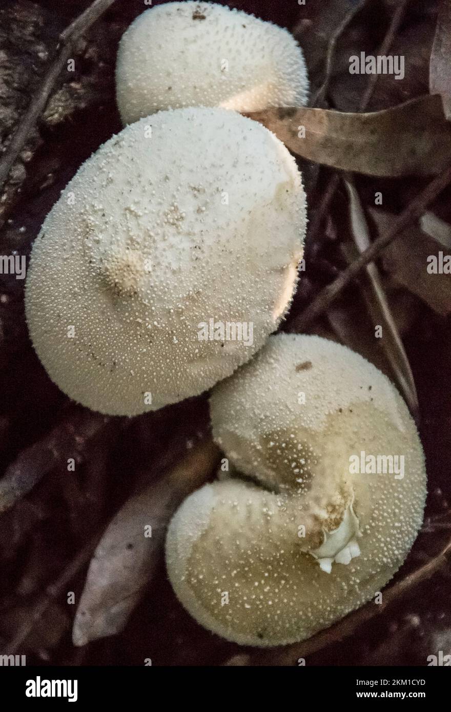 Releases cloud of spores hi-res stock photography and images - Alamy