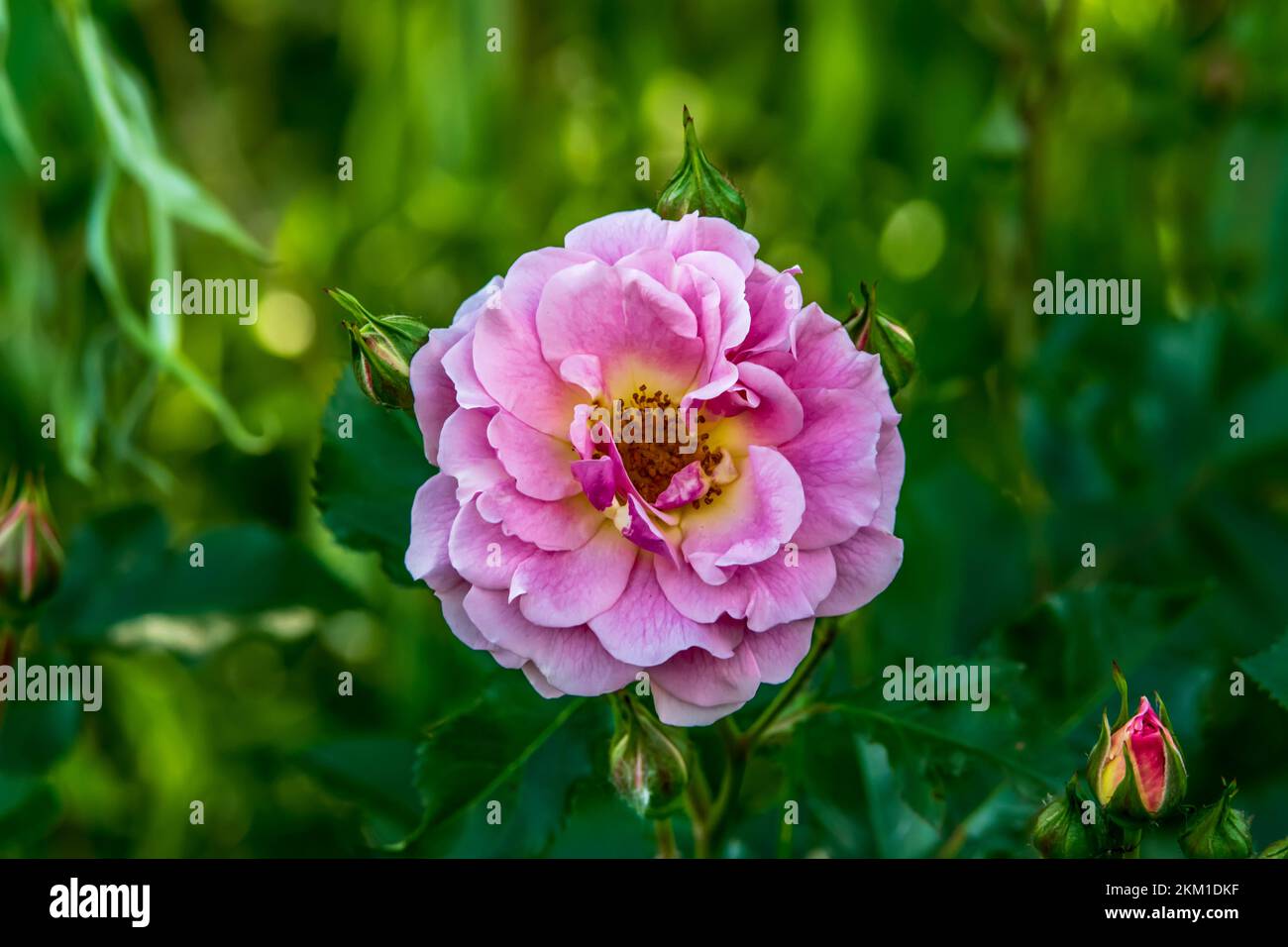 The pink rose in the city garden closeup Stock Photo - Alamy