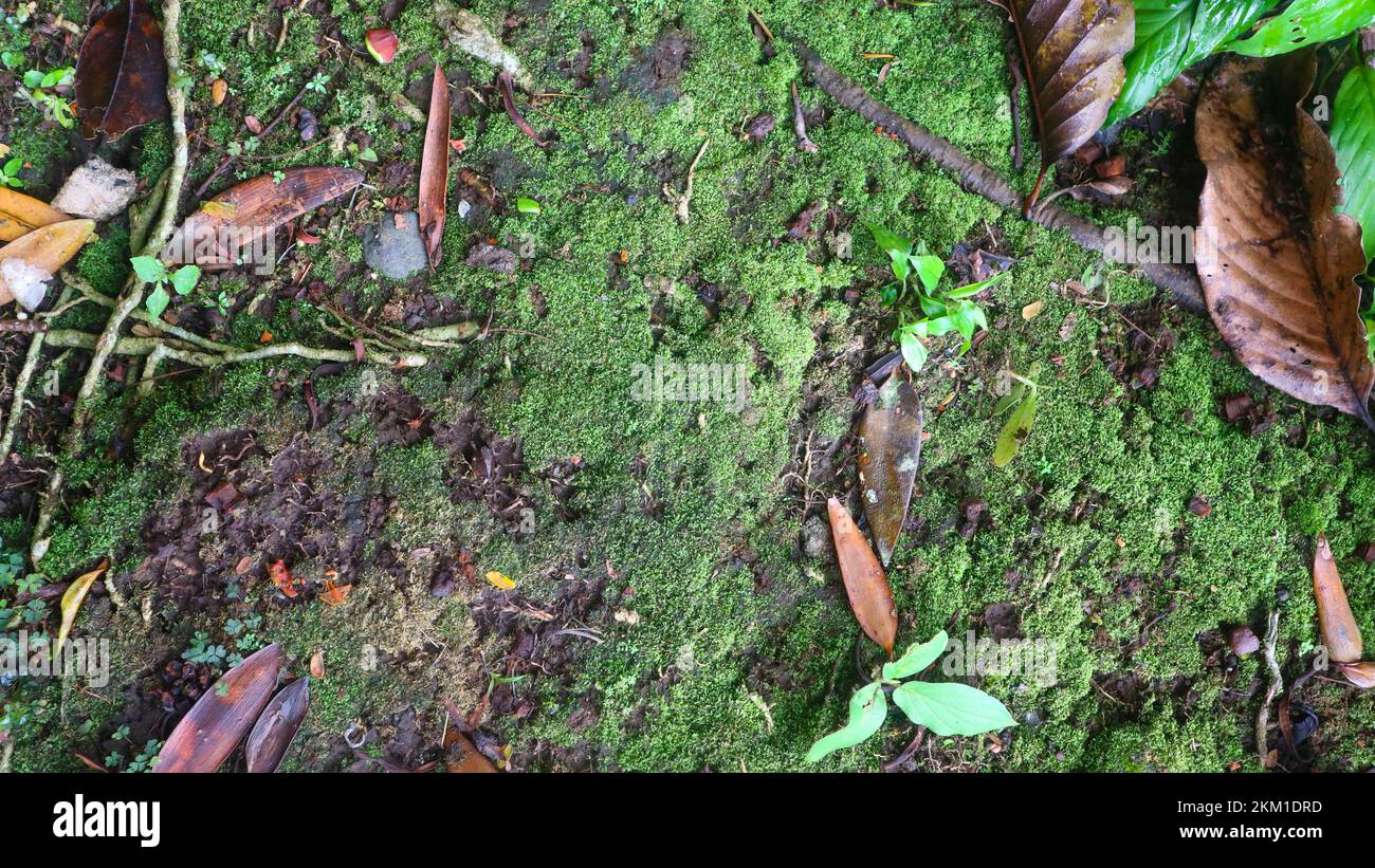 Mossy road texture fallen hi-res stock photography and images - Alamy