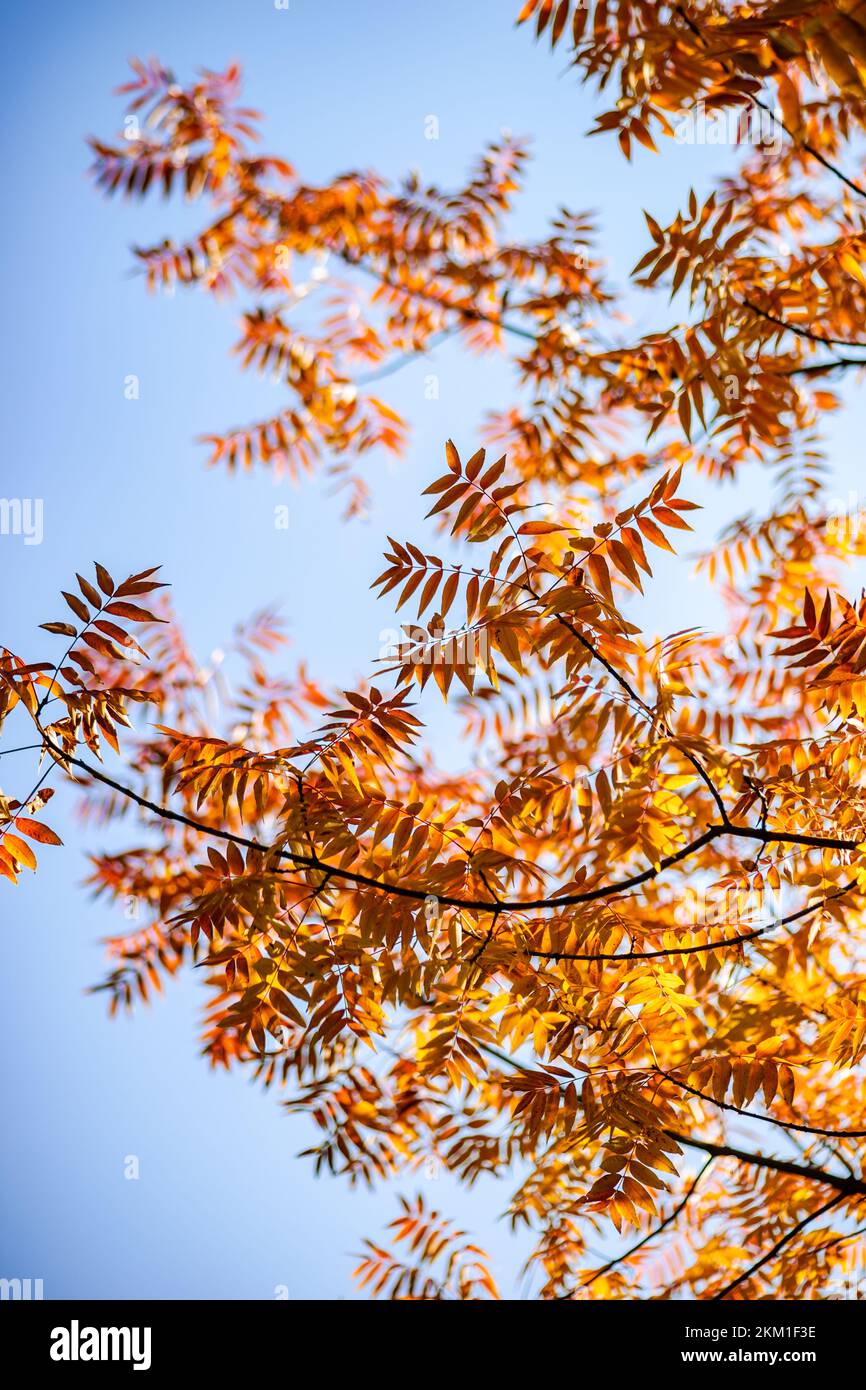 Autumnal red and yellow leaves as a natural card concept Stock Photo ...