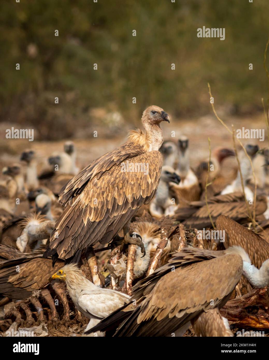 Gyps himalayensis hi-res stock photography and images - Alamy