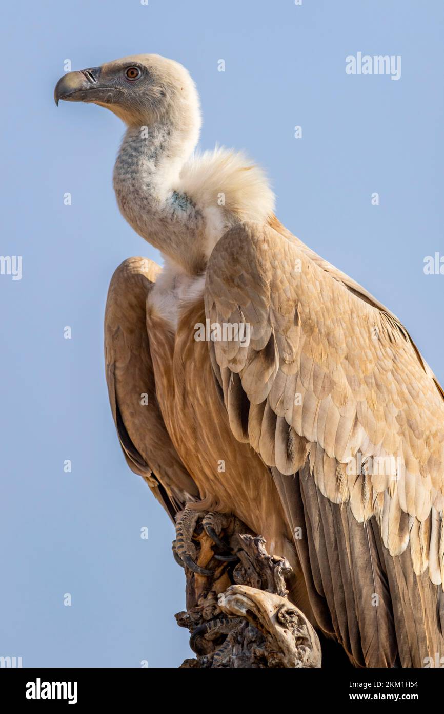 gyps fulvus or griffon vulture or eurasian griffon closeup or portrait ...