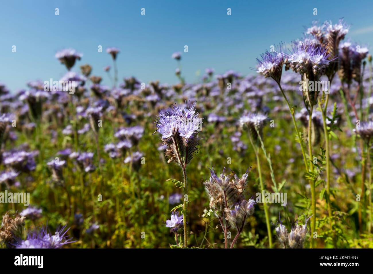 an agricultural field on which a crop of Phacelia of purple flowers ...