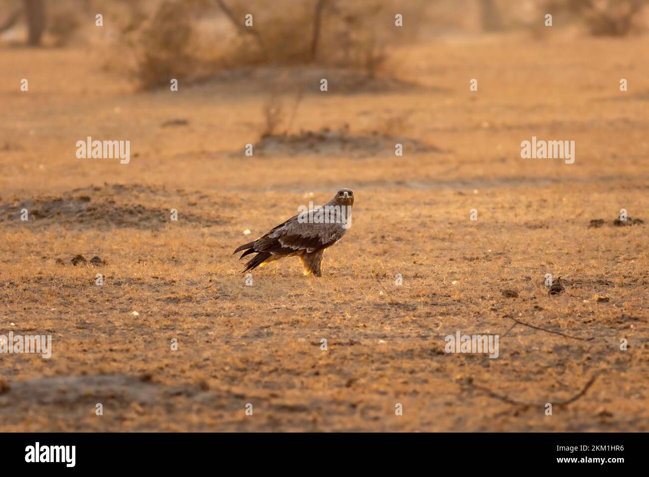 Steppe eagle or Aquila nipalensis with wingspan in golden hour light ...