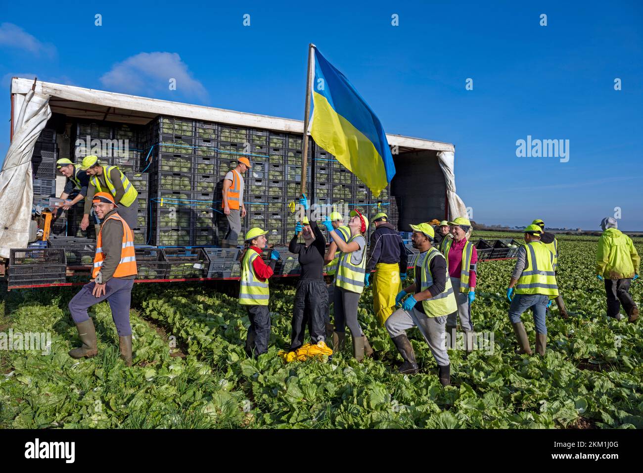 Ukrainian and Eastern European migrant workers harvesting lettuces ...