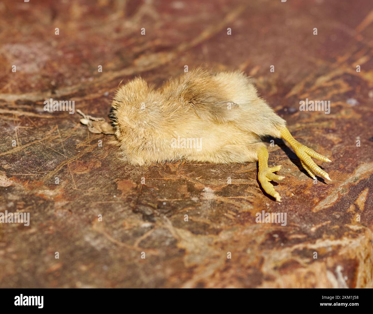 Death dead hi-res stock photography and images - Alamy
