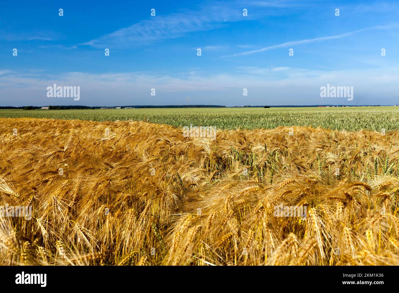golden rye in an agricultural field in the summer, farming for growing ...