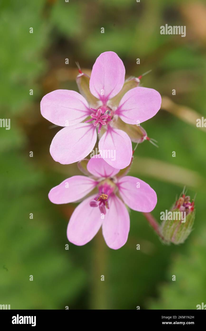 A closeup of Common stork's-bill (Erodium cicutarium) in a garden Stock ...