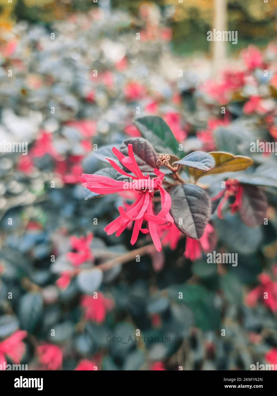 A selective focus of Chinese fringe flower in a garden Stock Photo - Alamy