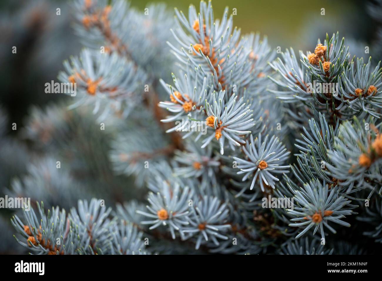 A Selective focus of blue spruce branches Stock Photo - Alamy