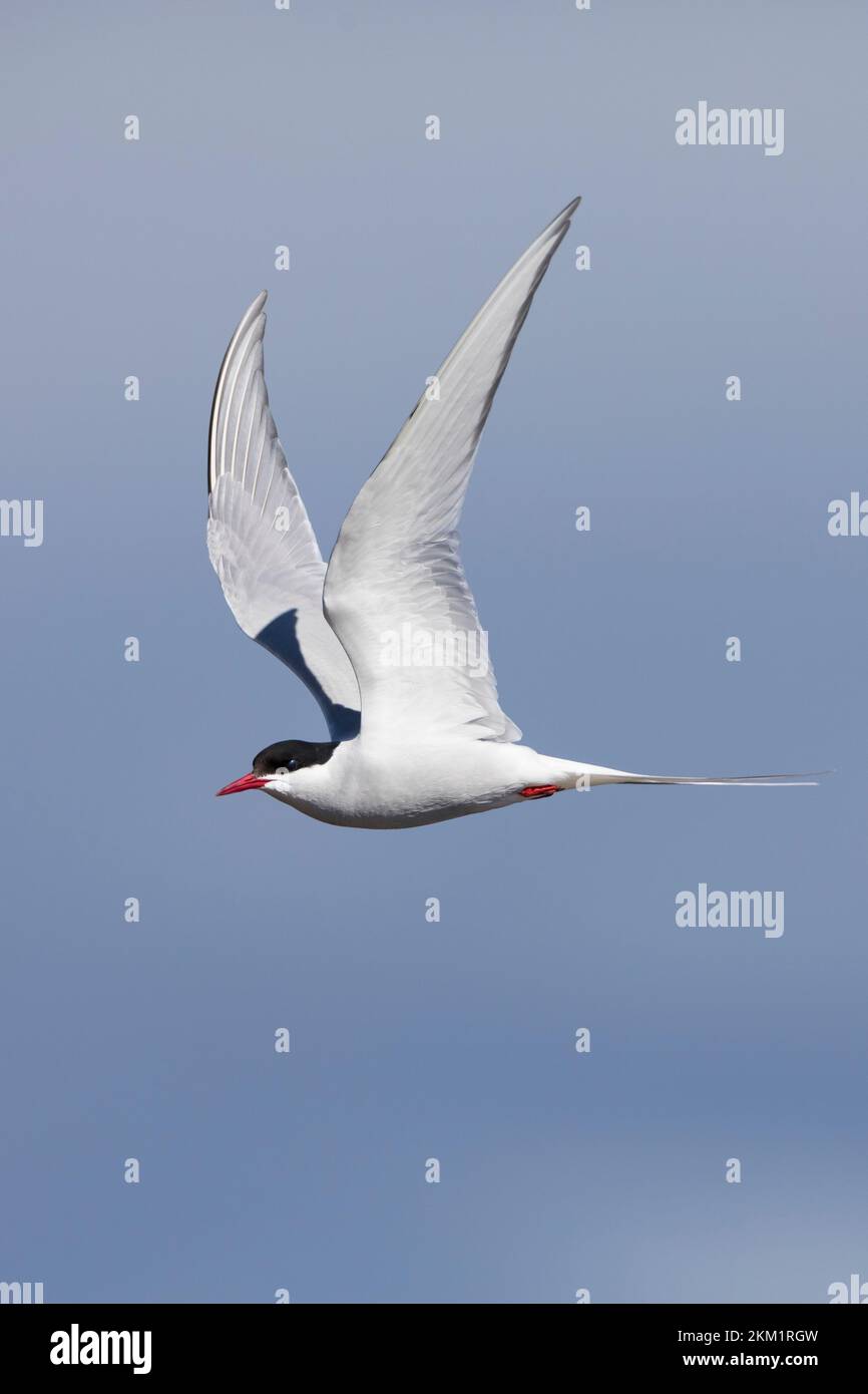 Küsten-Seeschwalbe, Küstenseeschwalbe, im Flug, Flugbild, fliegend ...