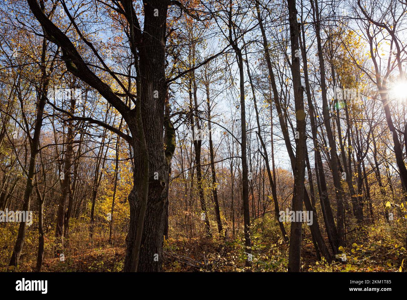 deciduous trees in the autumn season during leaf fall, mixed forest ...