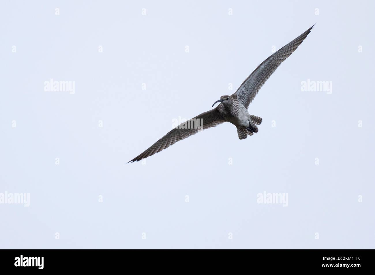 Regenbrachvogel, Flug, Flugbild, fliegend, Regen-Brachvogel, Numenius ...