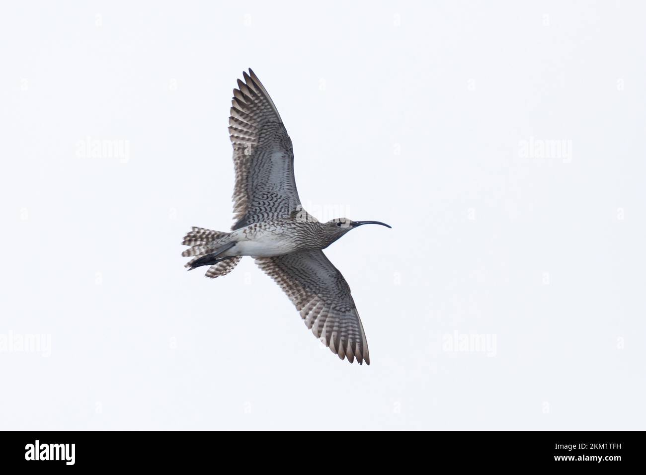 Regenbrachvogel, Flug, Flugbild, fliegend, Regen-Brachvogel, Numenius ...