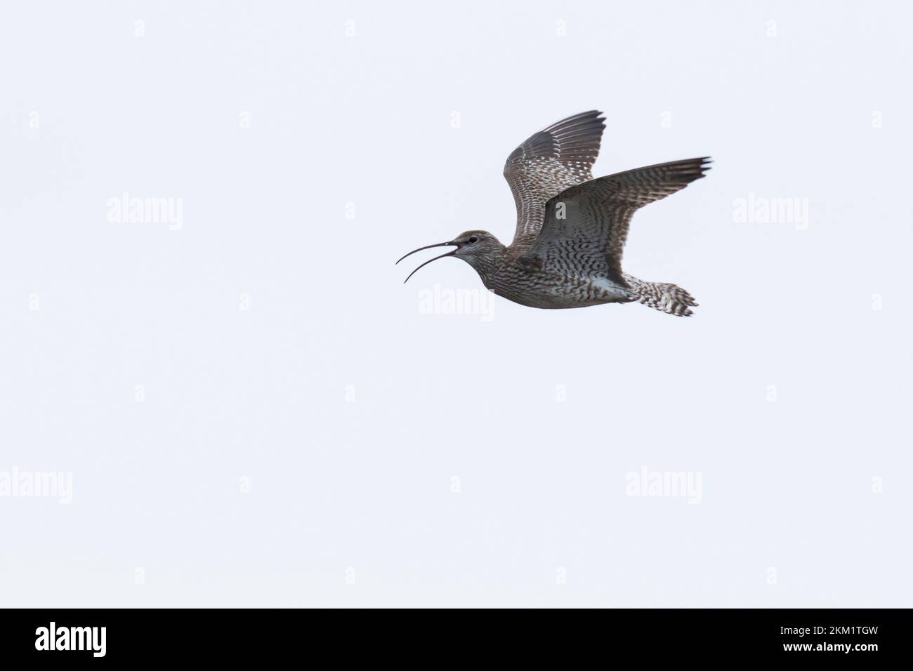 Regenbrachvogel, Flug, Flugbild, fliegend, Regen-Brachvogel, Numenius ...