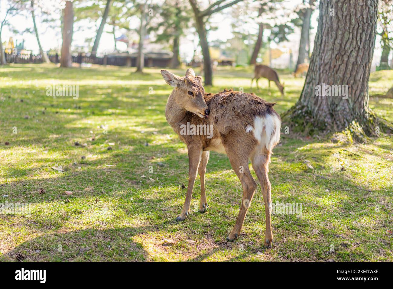 A deer scratch into his fur for cleaning in public park at Nara, Japan ...